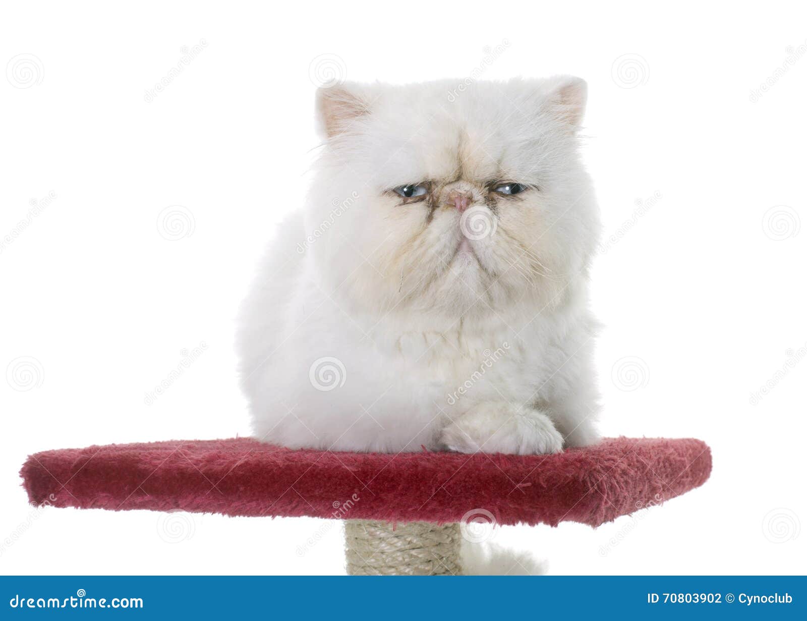 White Persian Cat on Scratching Post Stock Photo - Image of white, post ...