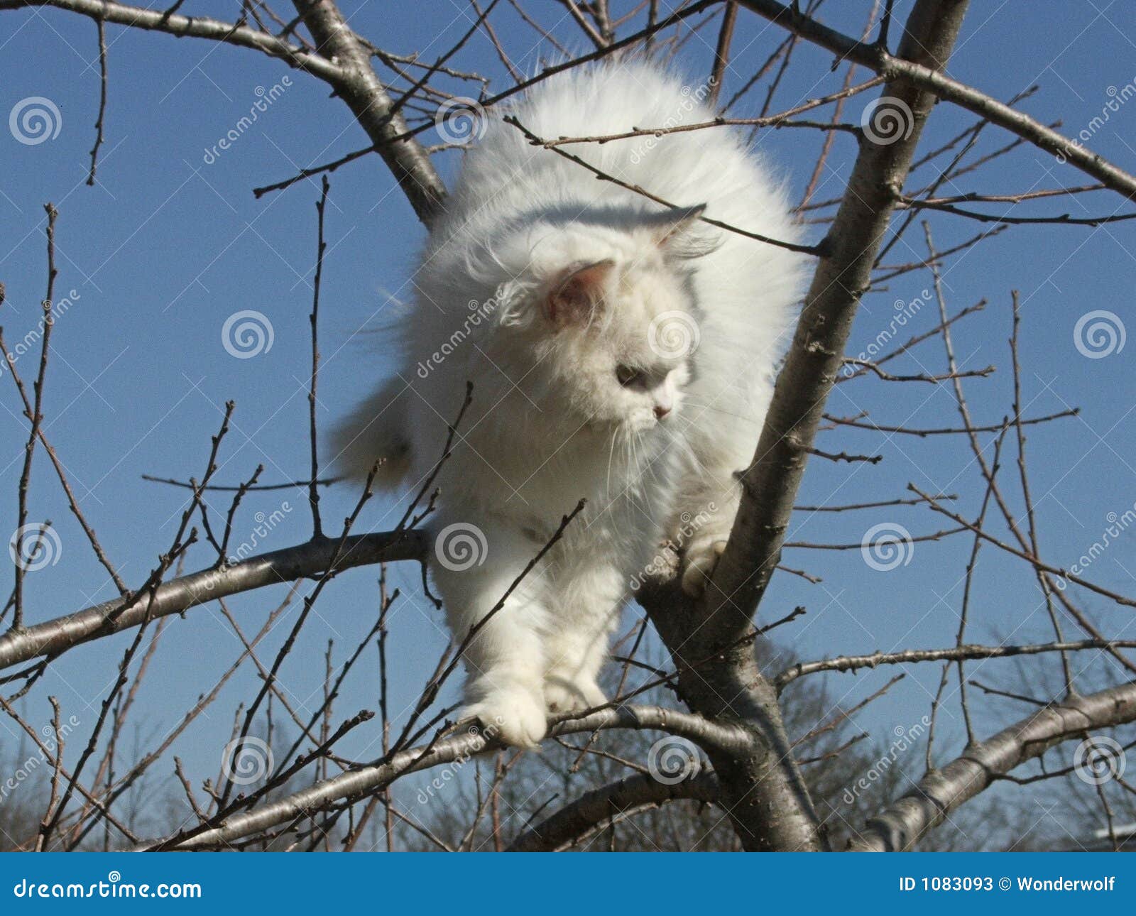Persian Oak Tree Fruit , Quercus Brantii Royalty-Free Stock Photo ...