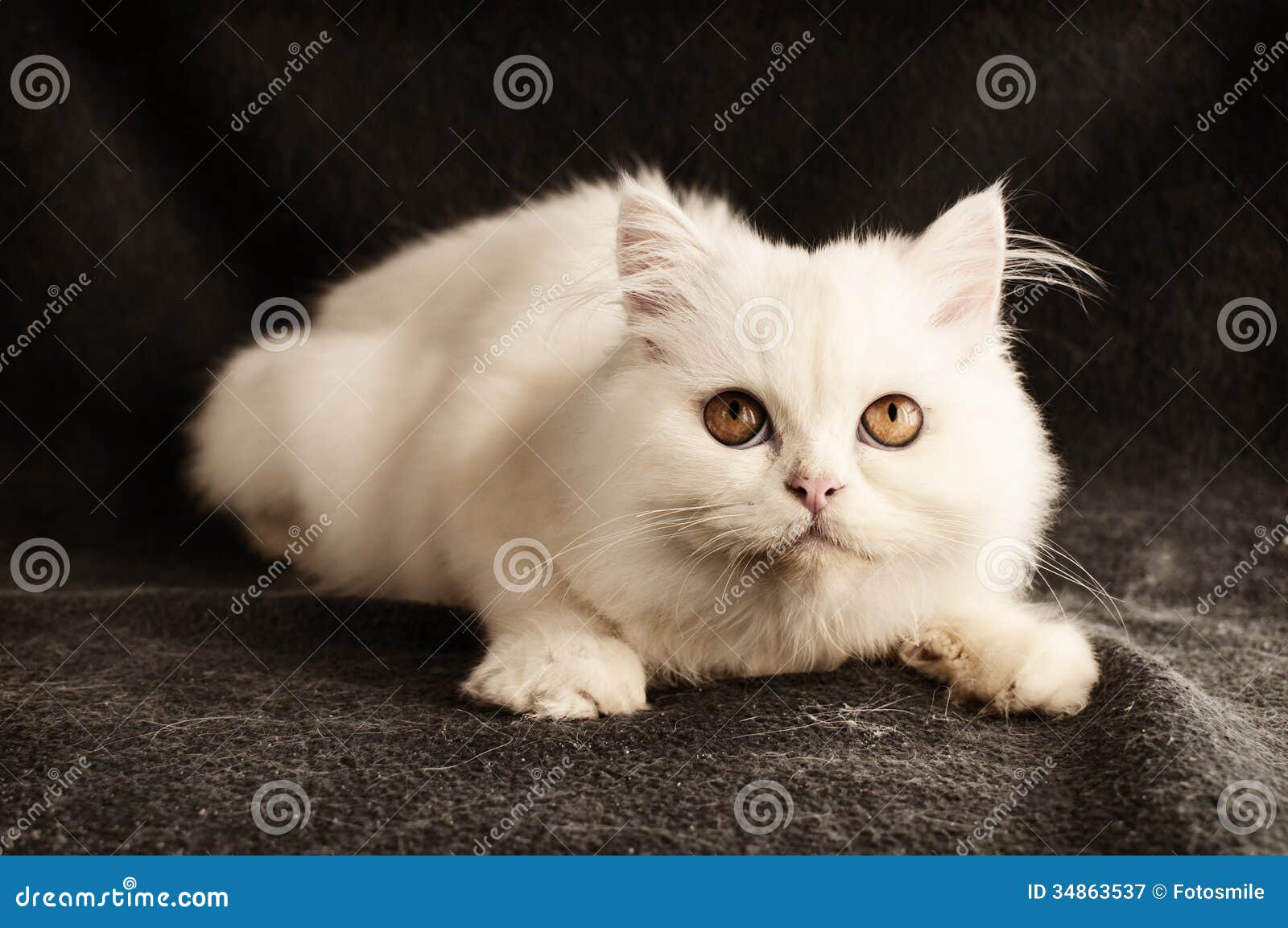 White Persian kitten stock image. Image of purebred, eyes - 34863537