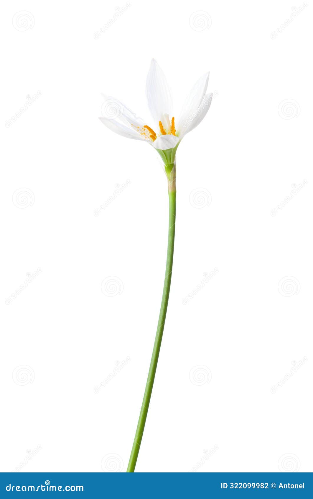 Swamp Lily Crinum Pedunculatum Royalty-Free Stock Photo | CartoonDealer ...