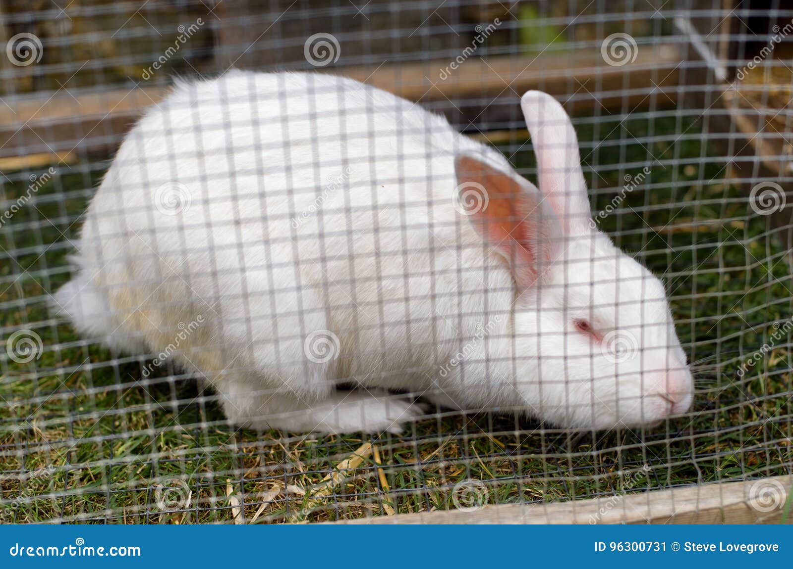 White pet rabbit stock image. Image of backyard, grass - 96300731