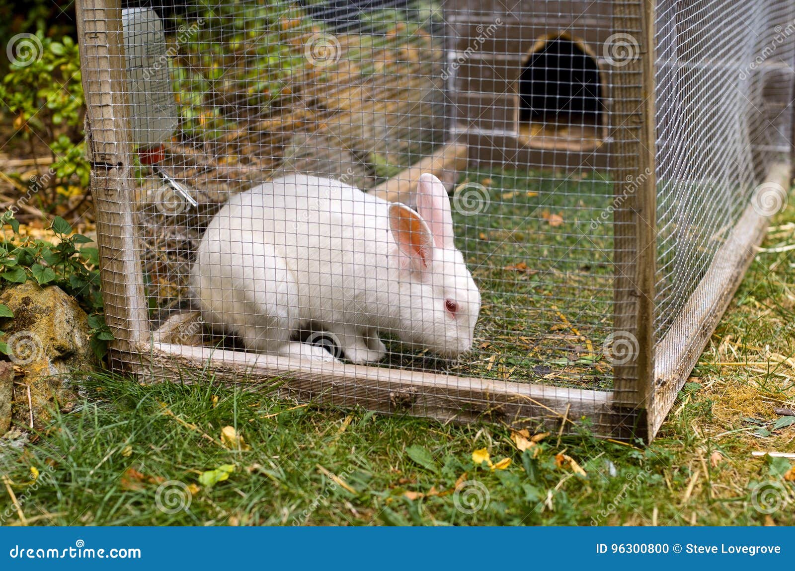 White pet rabbit stock photo. Image of fluffy, suburban - 96300800