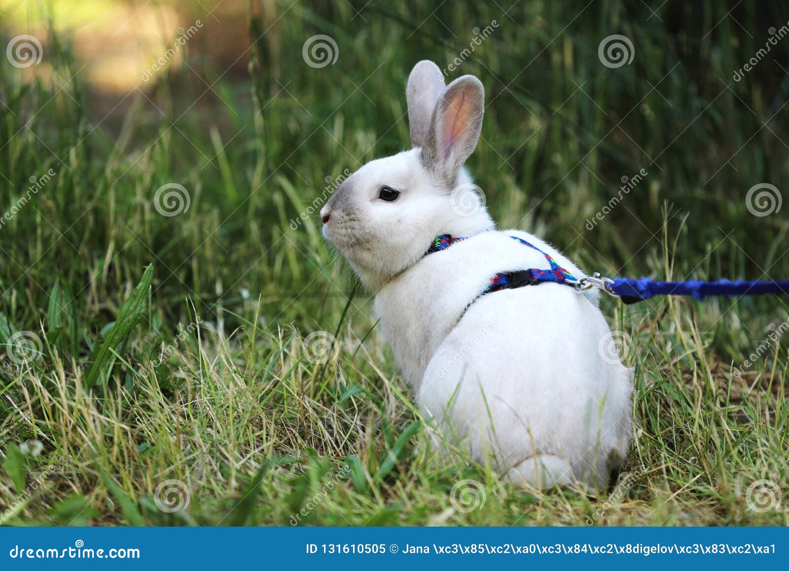 White Pet Rabbit Sitting in Grass Stock Image - Image of rabbit, blue ...
