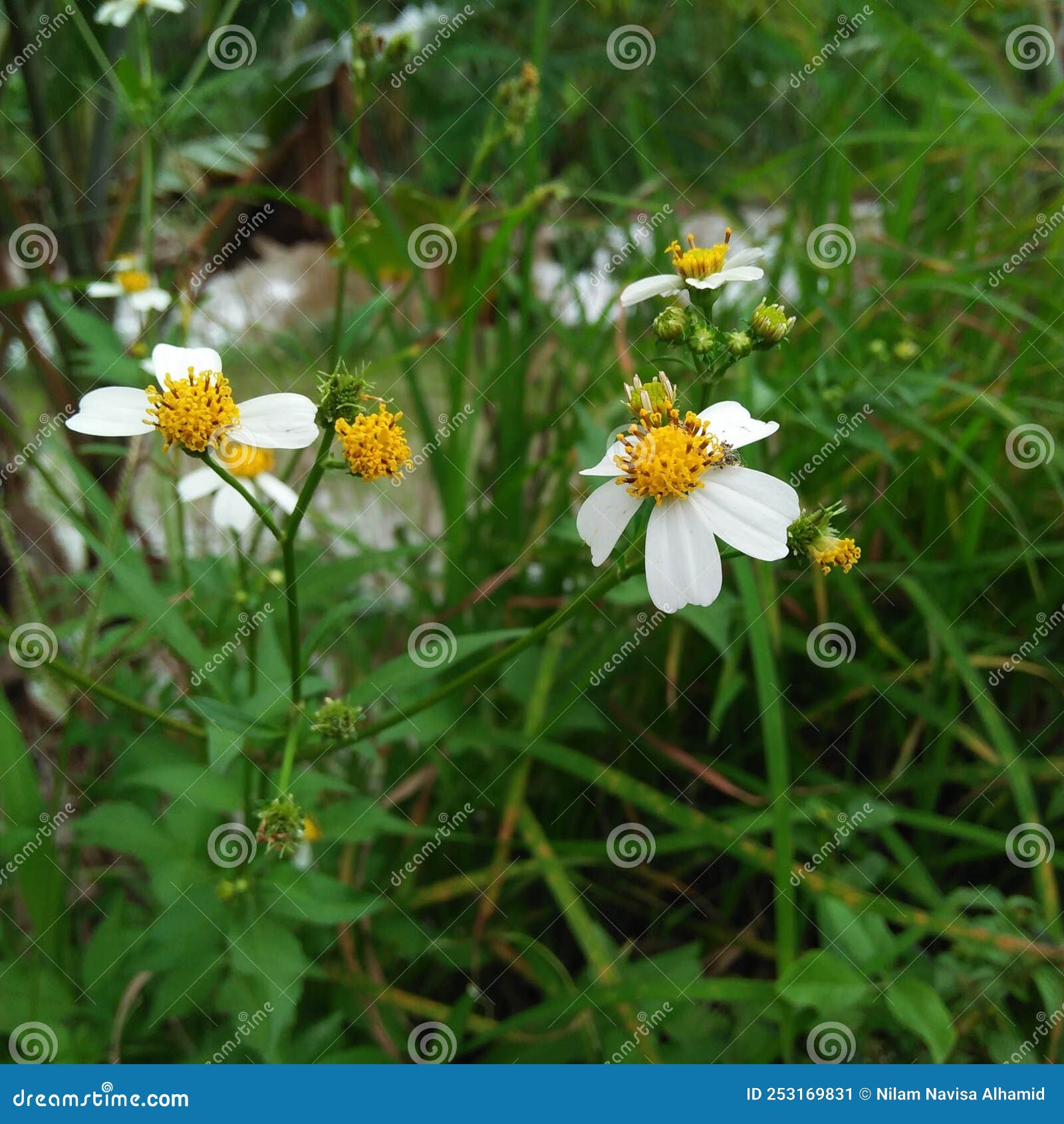 White Petal Flower with Yellow Essence Stock Image - Image of petal ...