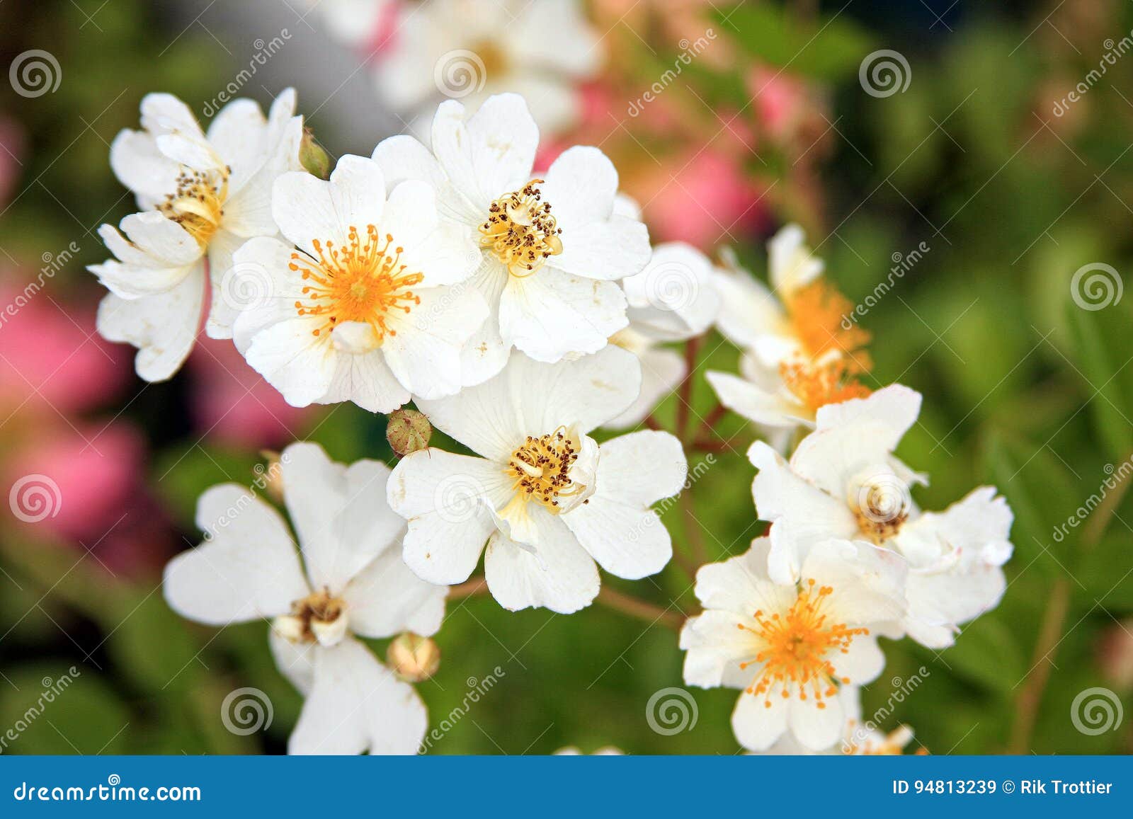 White Germanium stock image. Image of pretty, bright - 94813239