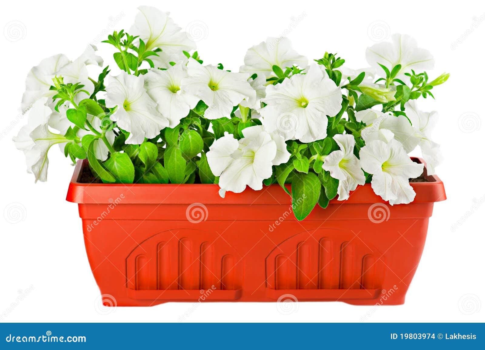 White Petunia in Flower Pot Stock Photo - Image of floral, green: 19803974