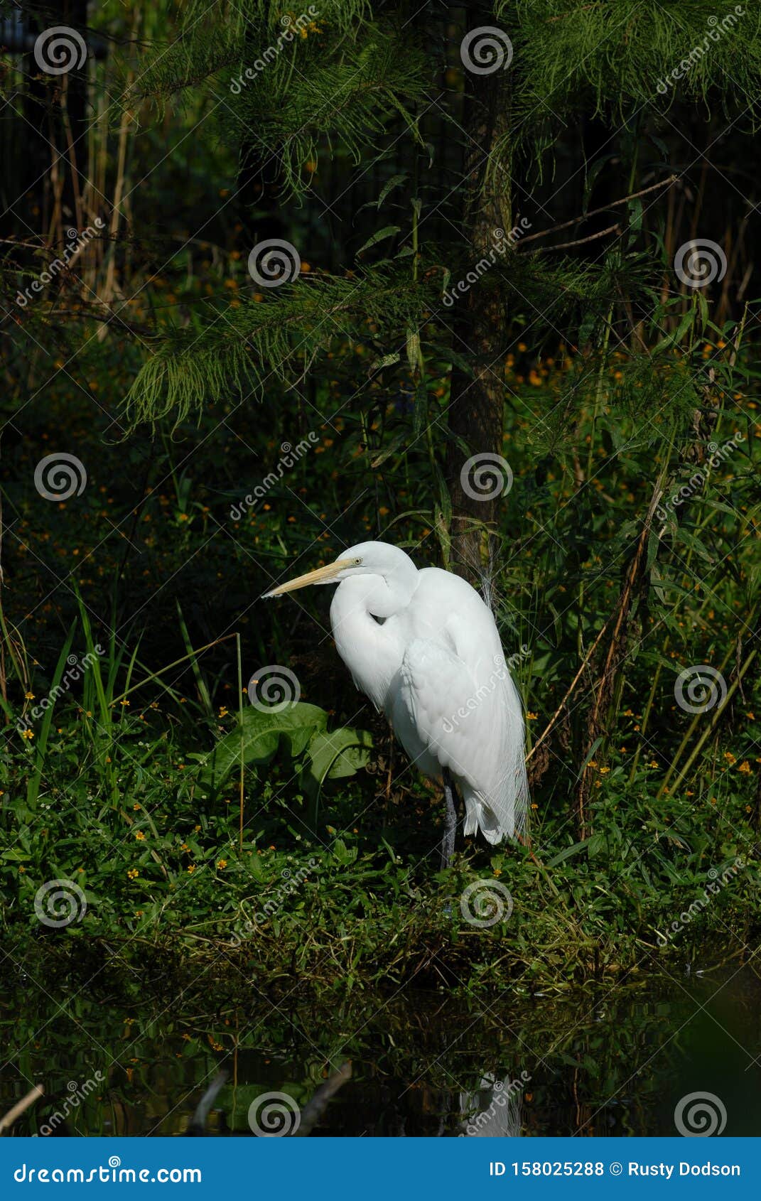 White Phase stock photo. Image of environment, reflection - 158025288