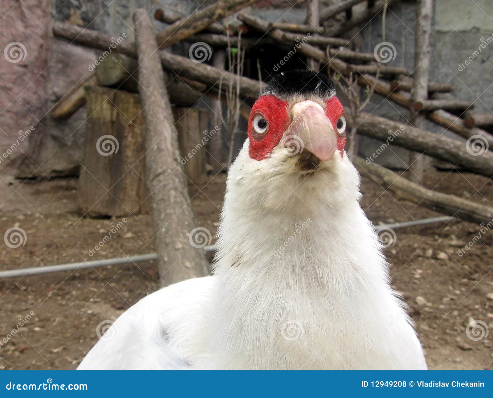 White pheasant stock photo. Image of pheasant, nice, fauna - 12949208