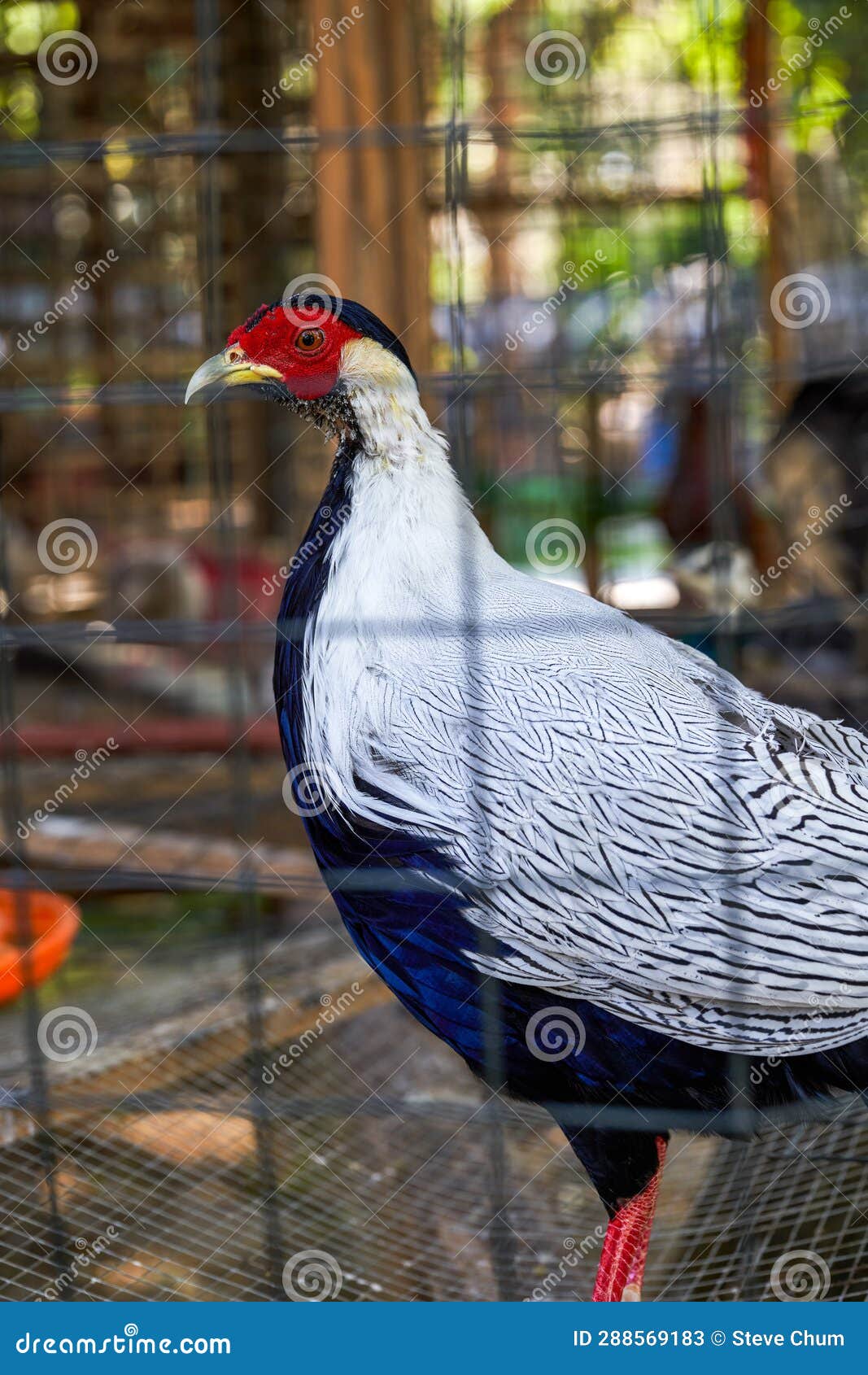 White Pheasant Bird Raised on the Farm Stock Image - Image of flying ...
