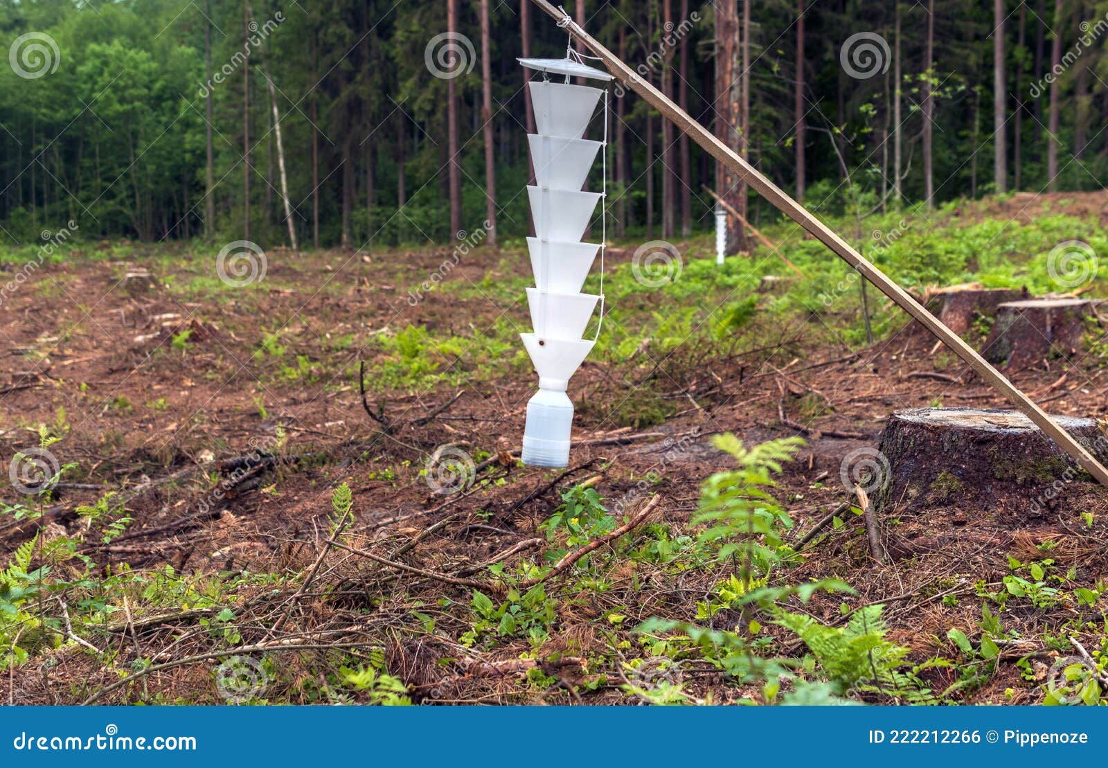 White Pheromone Insect Traps in the Forest Catching the Bark Beetle ...