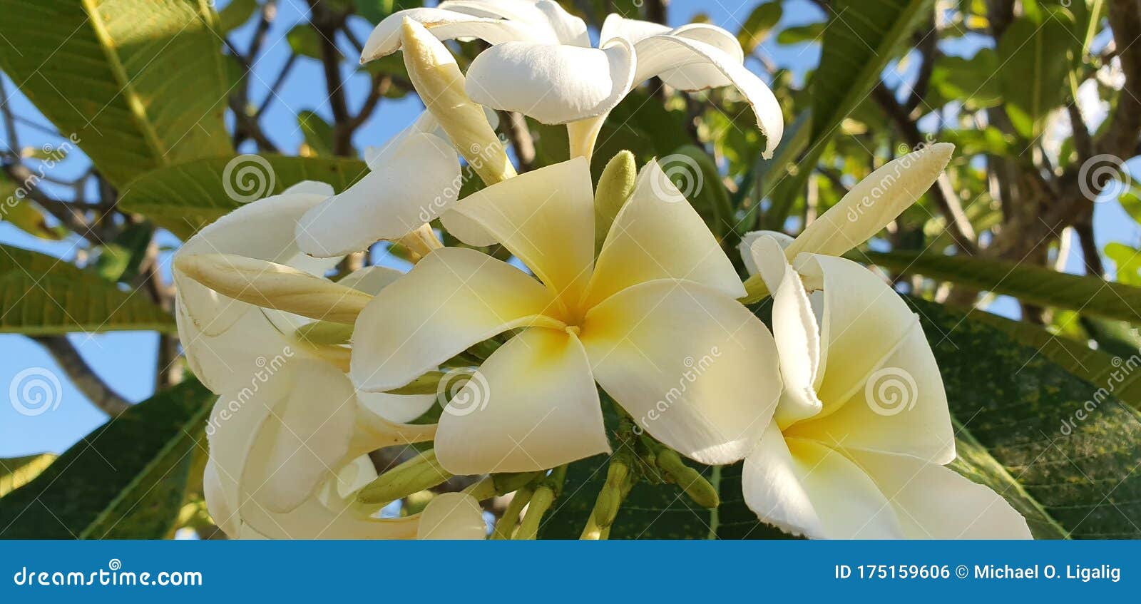 A White Philippine Cow Is Lying In The Shade Among Trees In The ...