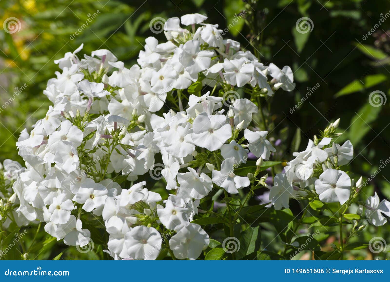 White Phlox Flower stock photo. Image of floral, white - 149651606