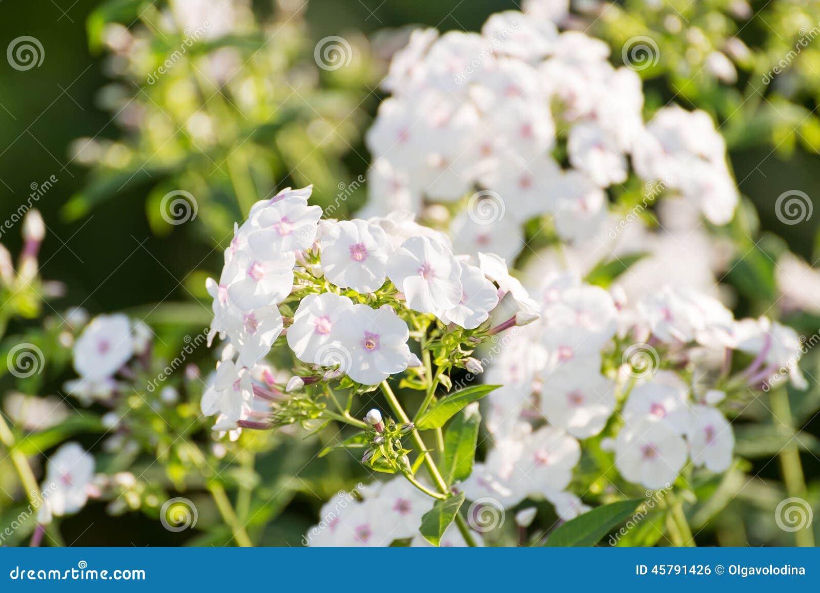 White Phlox Flower - Genus of Flowering Herbaceous Stock Photo - Image ...