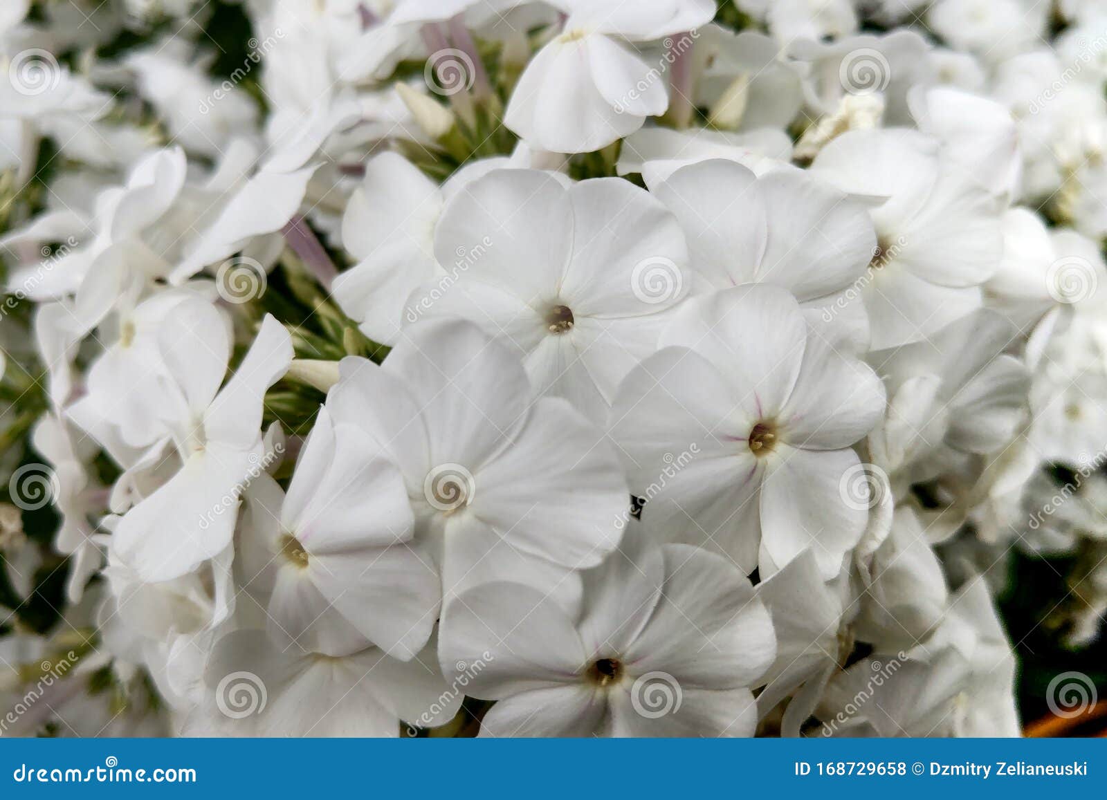 White Phlox Flowers on a Black Background Stock Photo - Image of leaf ...