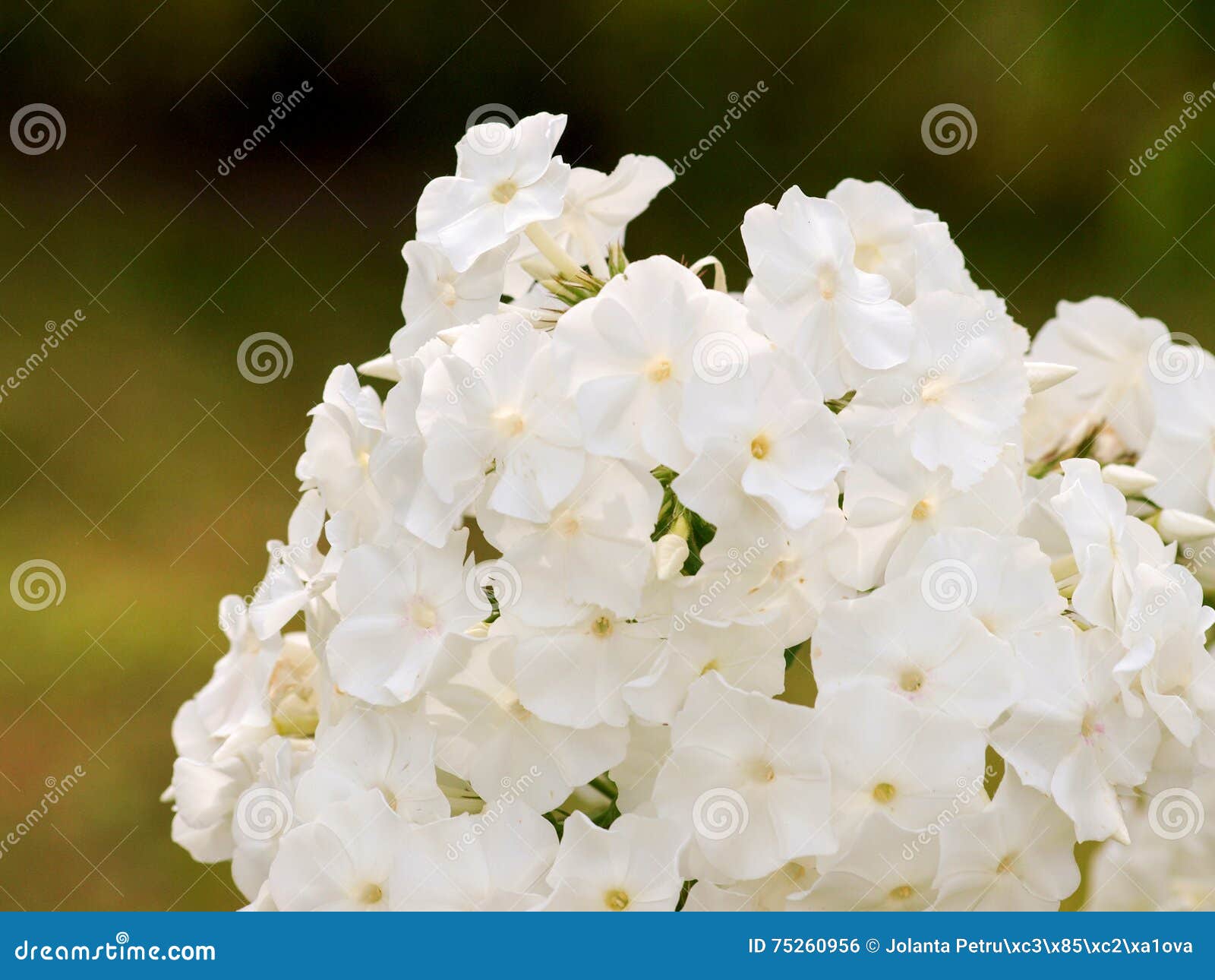 White phlox flowers stock photo. Image of spring, pure - 75260956