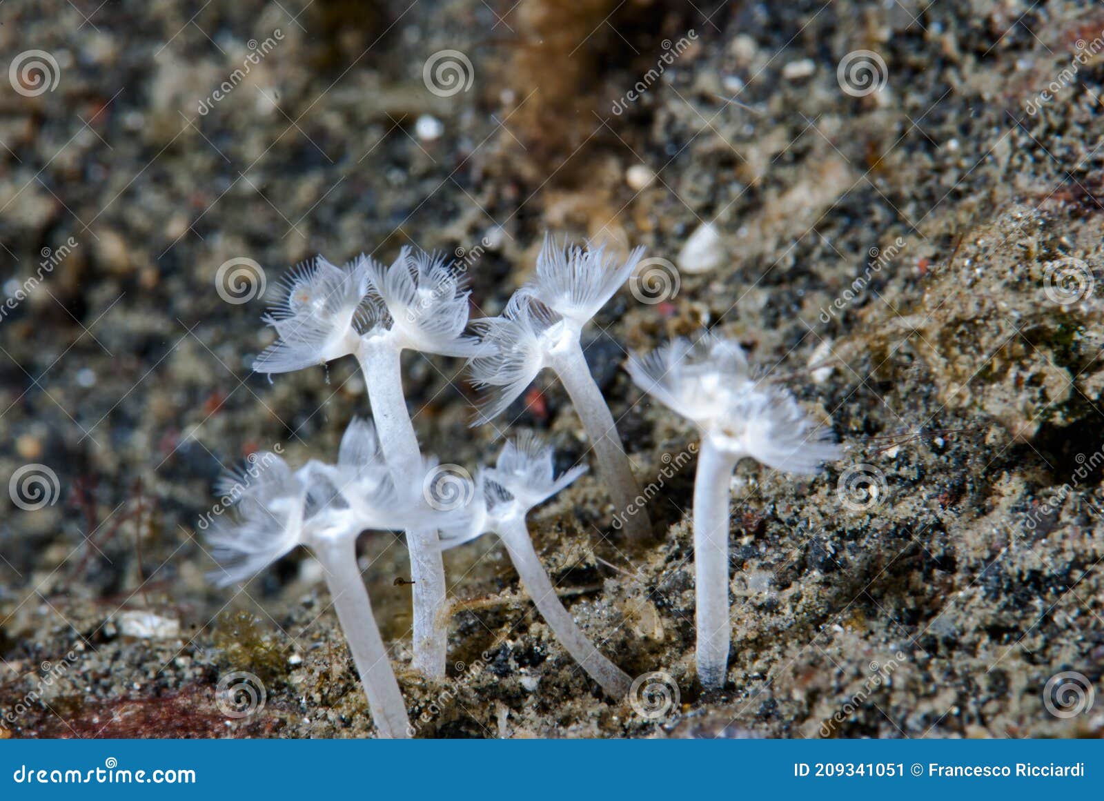 White Phoronid Worm stock image. Image of worm, sulawesi - 209341051