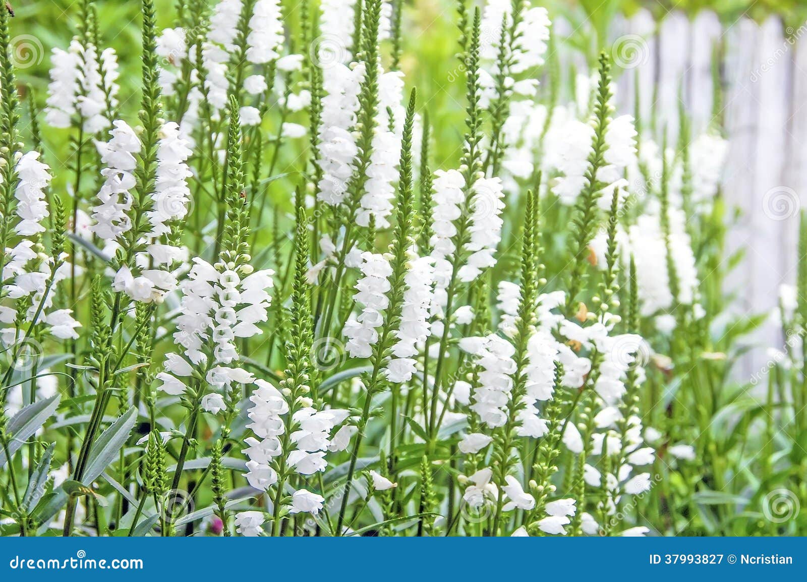 White Physostegia Virginiana, Crown Of Snow, Bushes Of Wild White ...