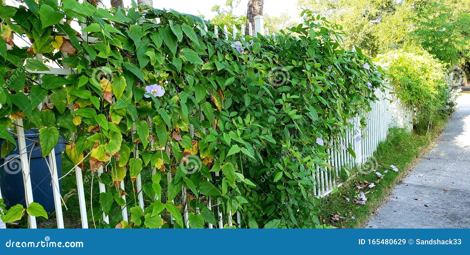 White Picket Fence with Coastal Climbing Plants Stock Image - Image of ...