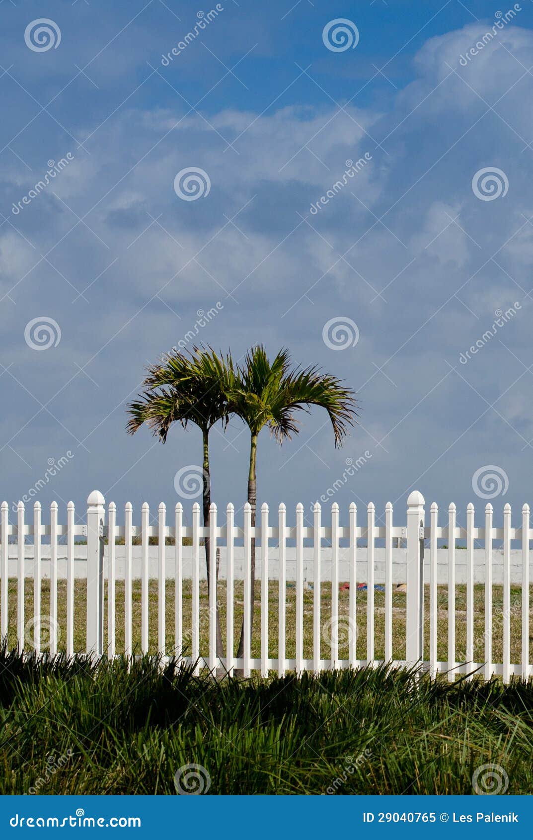 White Picket Fence and Palm Trees Stock Image - Image of boundary ...