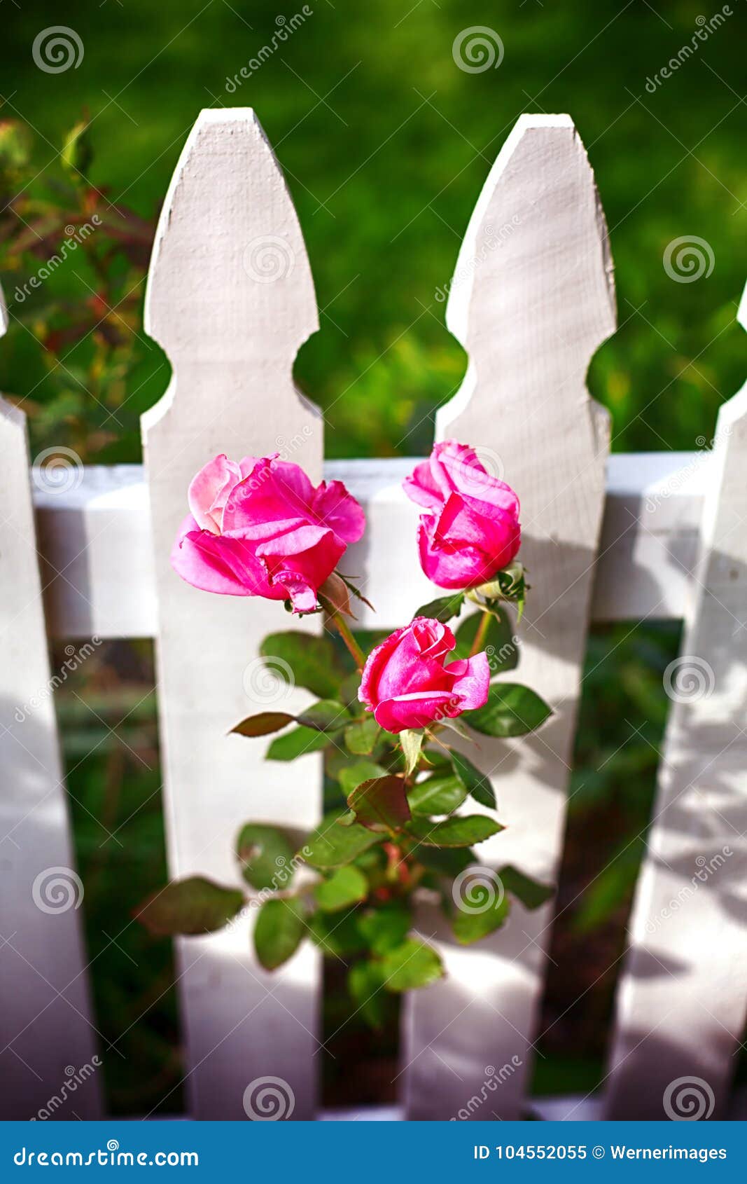 White Picket Fence and Pink Roses Stock Image - Image of picket ...