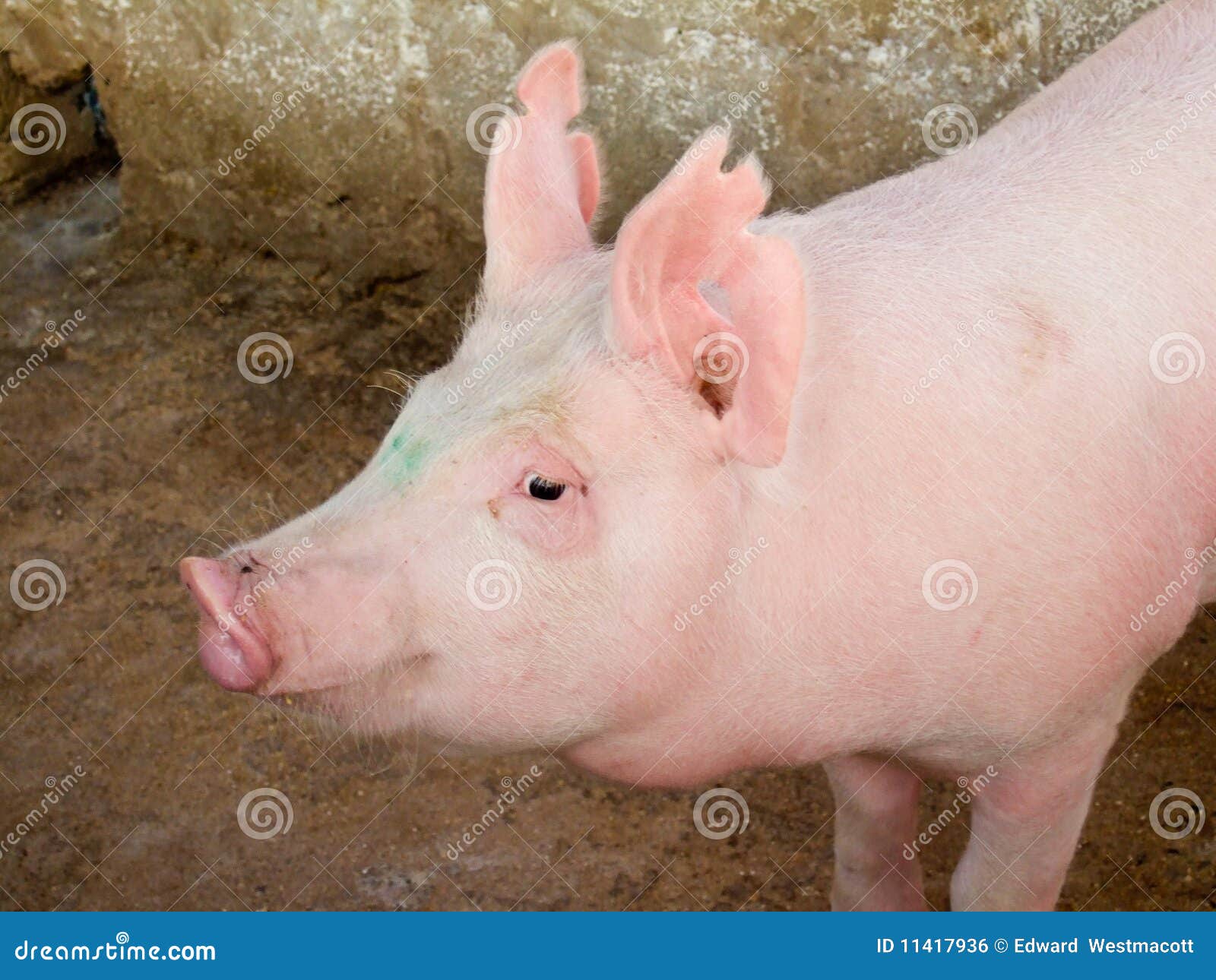 White pig stock photo. Image of suidae, snout, pink, closeup - 11417936