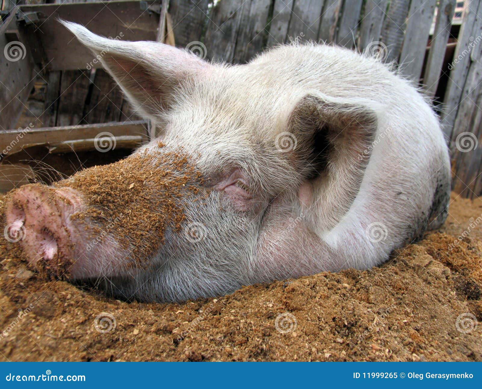 White pig stock image. Image of farmland, face, eyes - 11999265