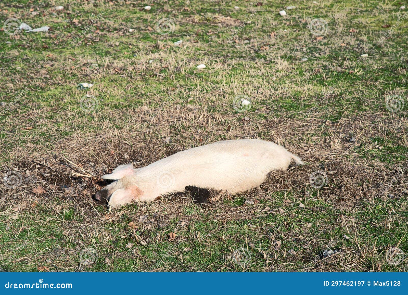 A White Pig Burrowed into the Spring Mud Stock Image - Image of boar ...
