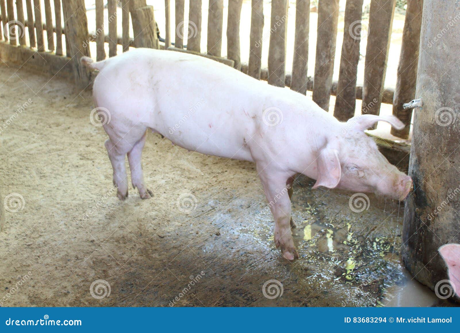 White Pig Sucking Water in the Tap. Stock Photo - Image of barn, young ...
