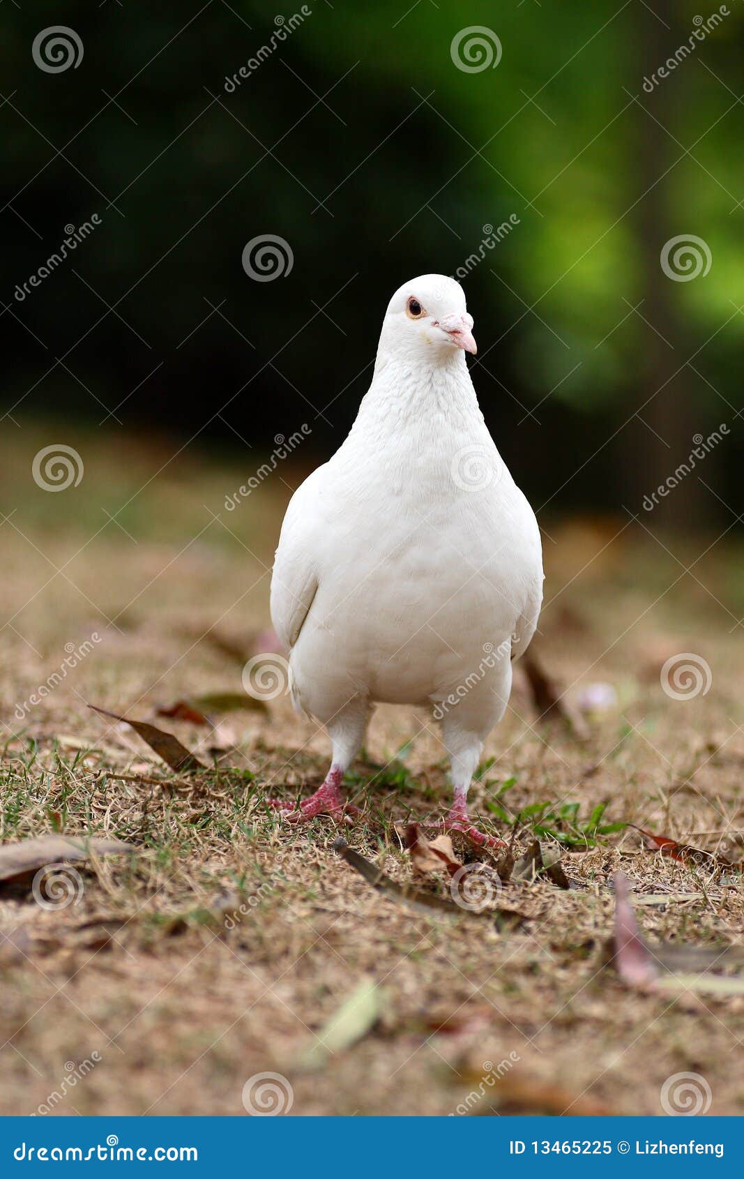 A white pigeon stock image. Image of walk, park, season - 13465225
