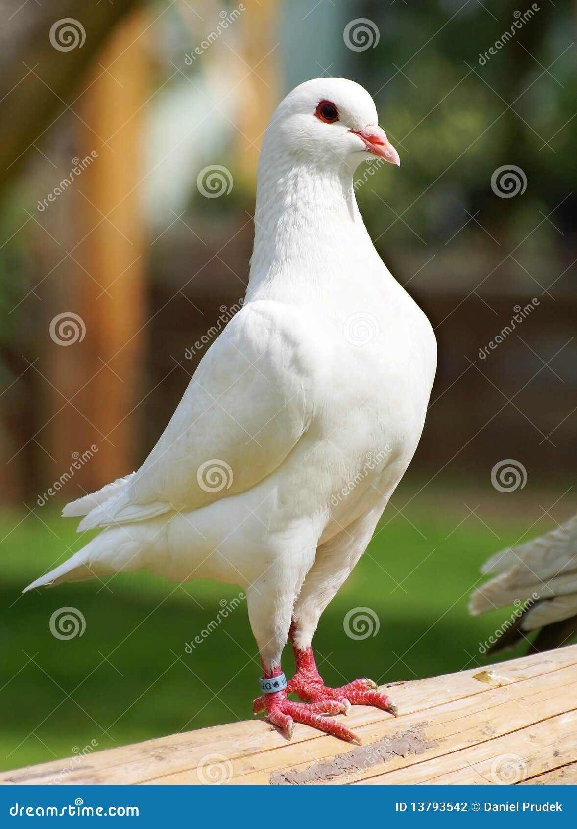White pigeon stock photo. Image of animals, forsteni - 13793542