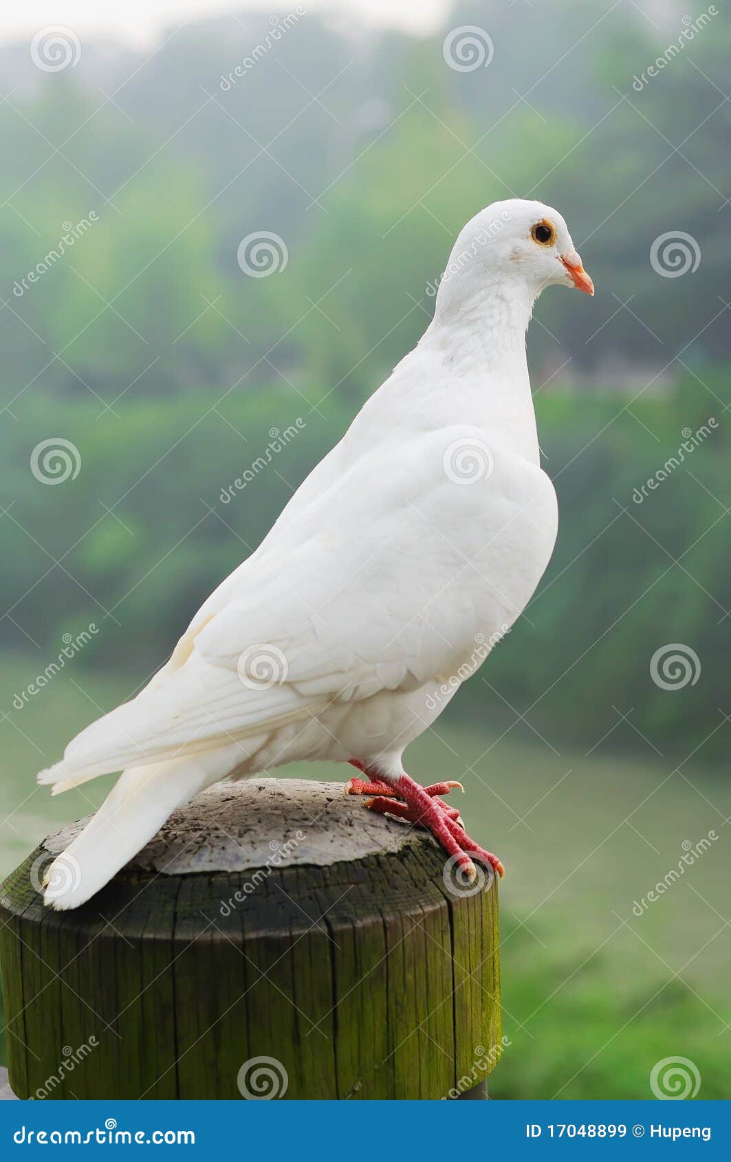 White Pigeon Royalty Free Stock Images - Image: 17048899