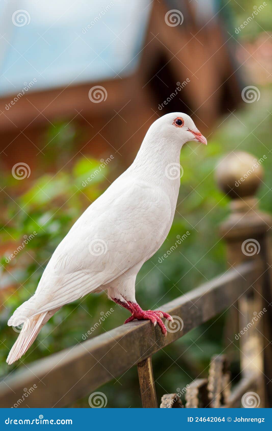 White pigeon stock photo. Image of bird, ledge, white - 24642064