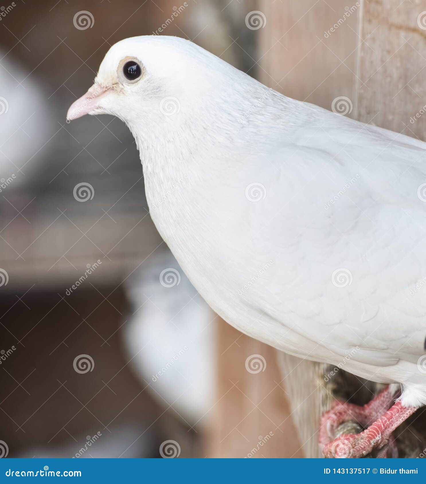 White pigeon stock image. Image of love, pigeon, beautiful - 143137517