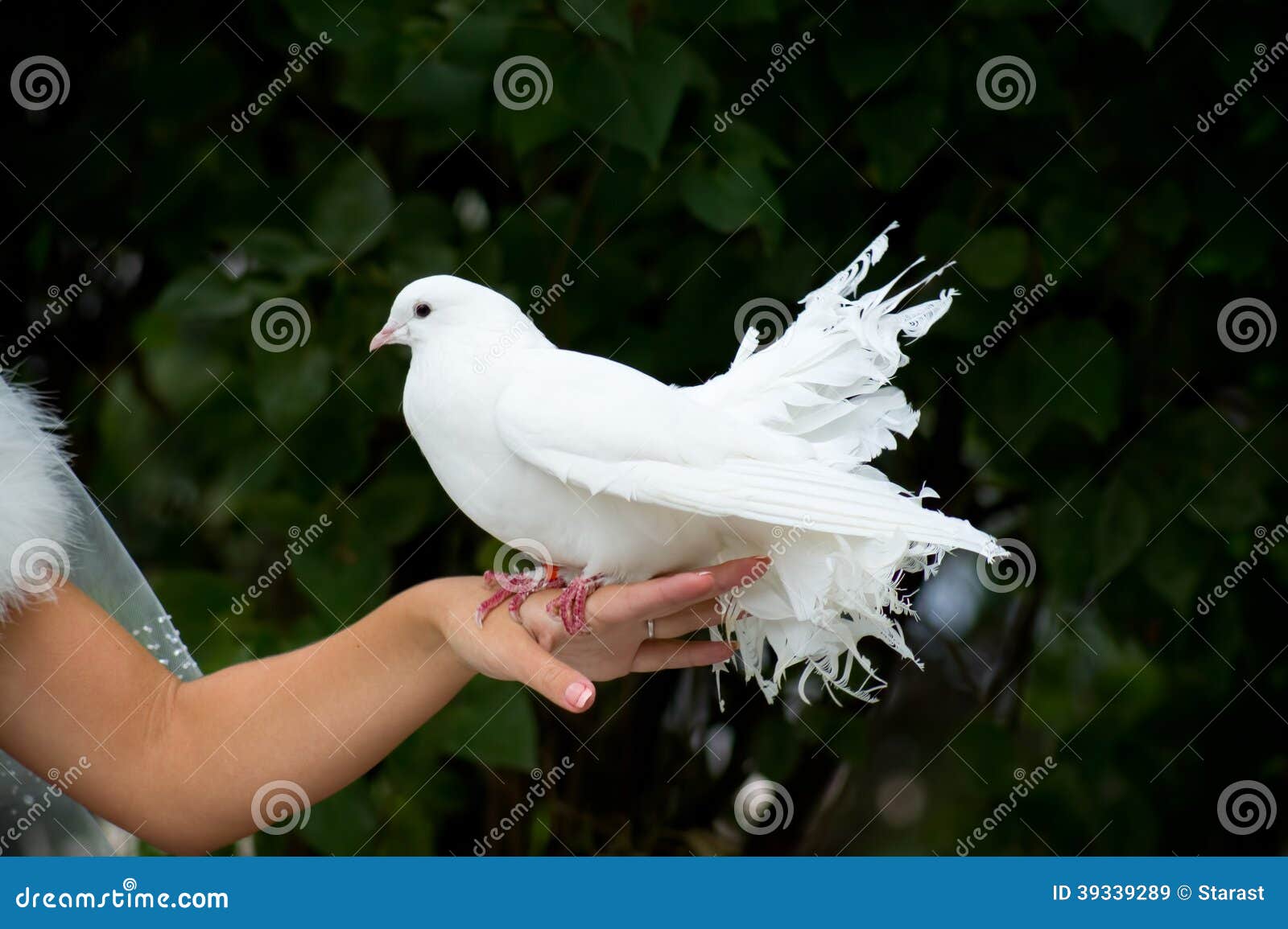 White Pigeon on Female Hand Stock Image - Image of love, marriage: 39339289