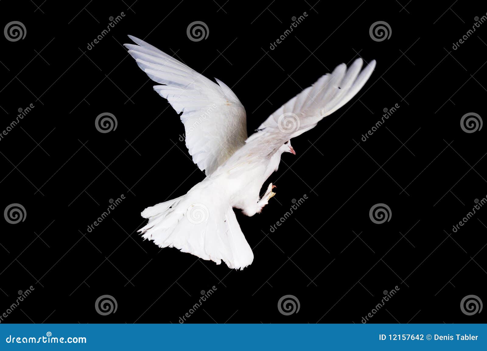 Pigeon In Vet Hand On X-ray. Bird X-ray, Animal Veterinary Radiography ...