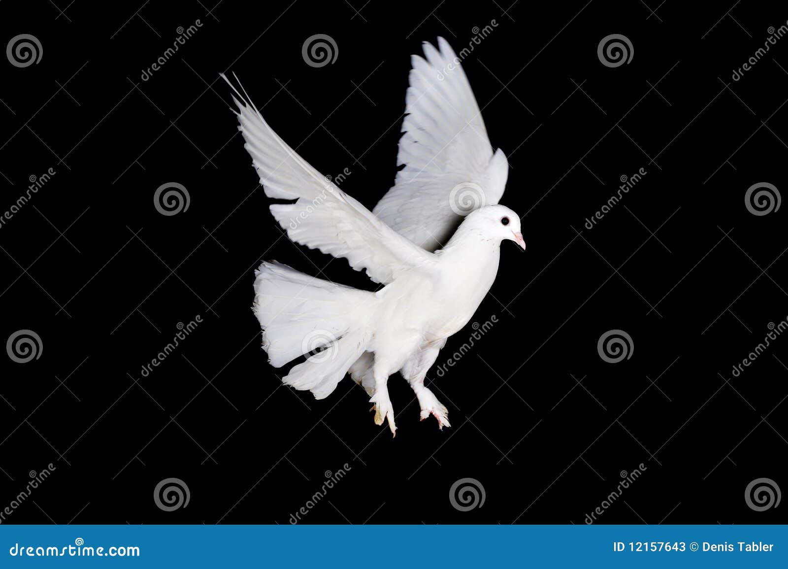 White pigeon and hand stock image. Image of isolated - 12157643