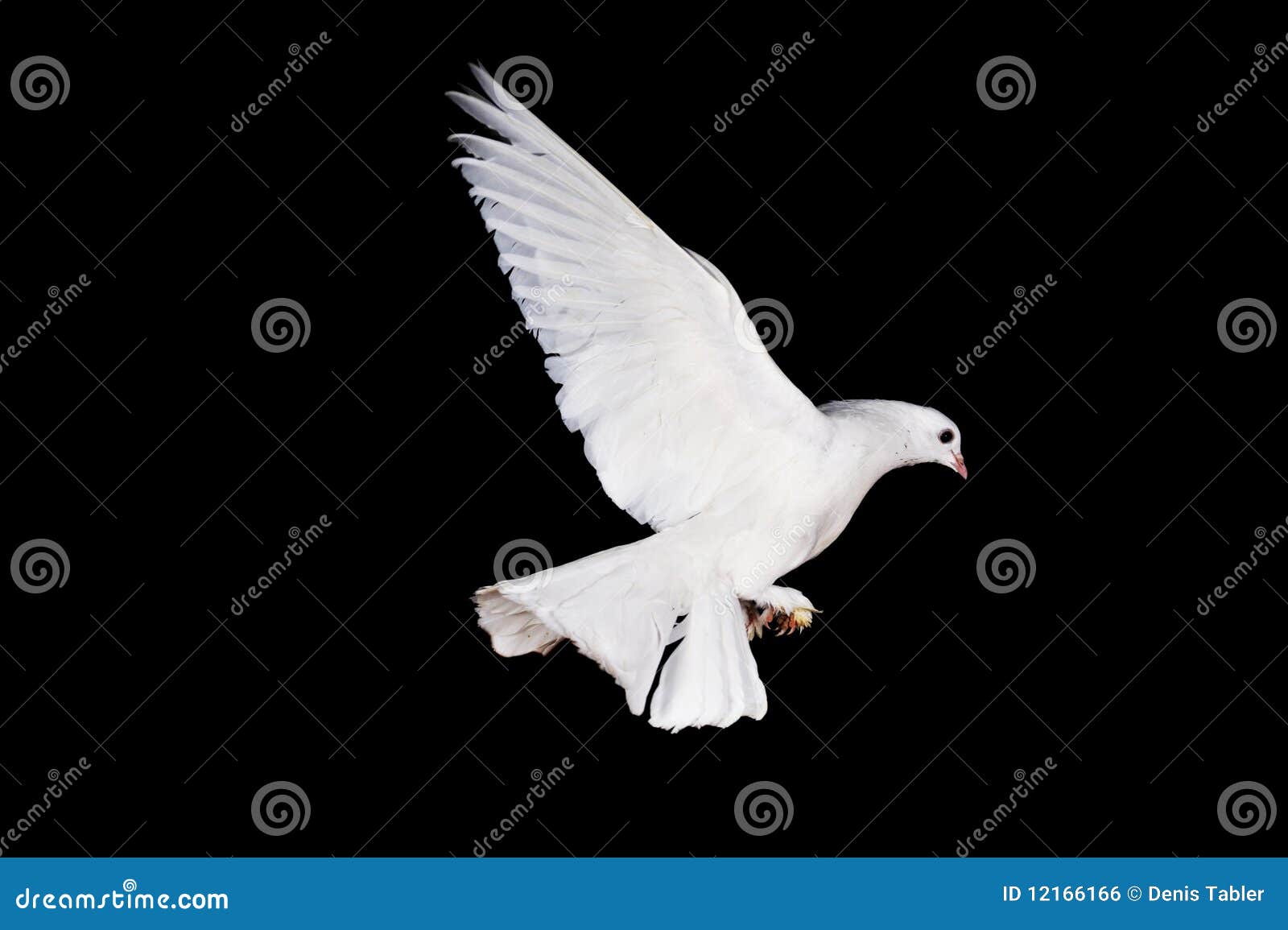 Pigeon In Vet Hand On X-ray. Bird X-ray, Animal Veterinary Radiography ...