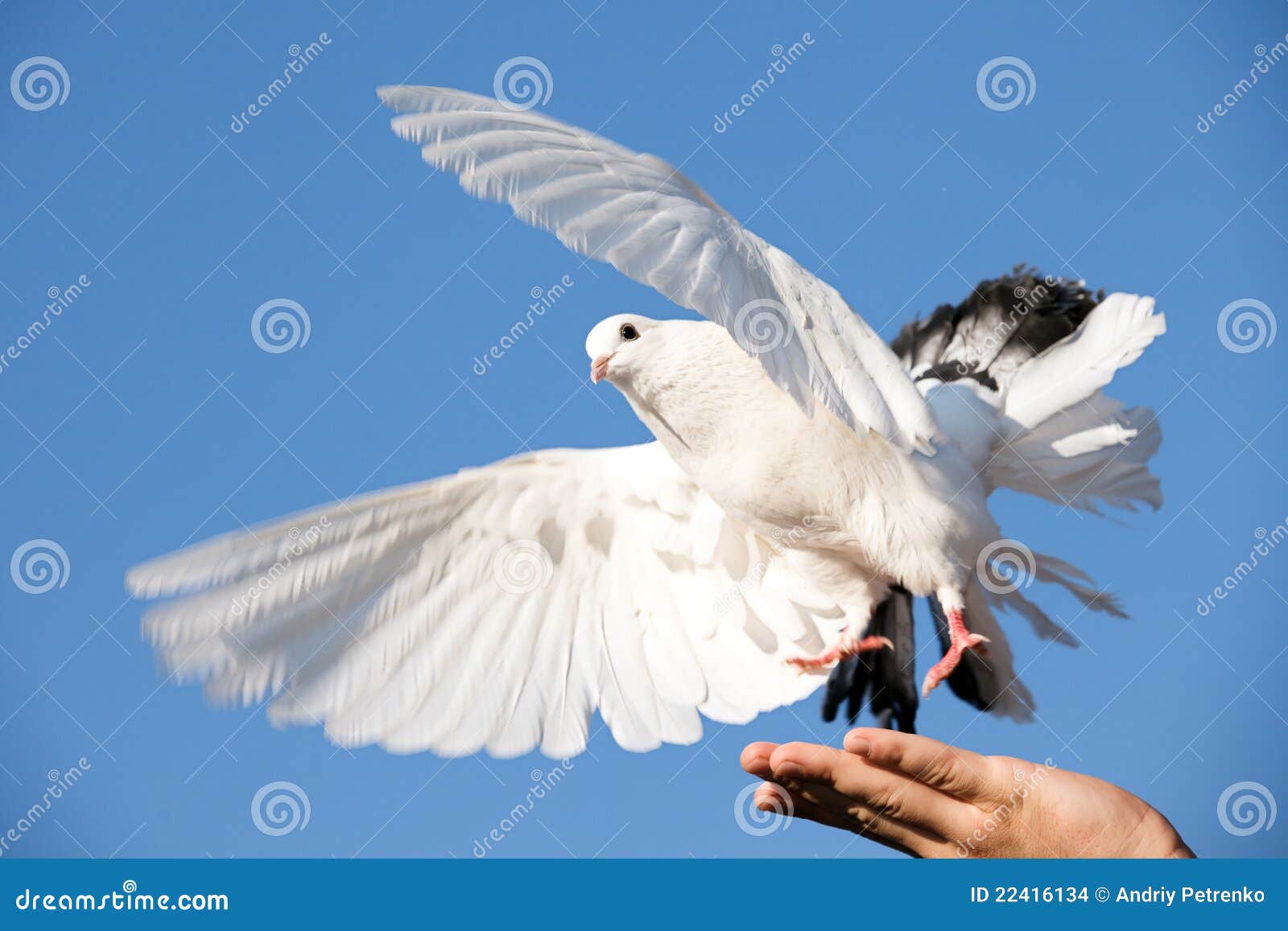 Pigeon In Vet Hand On X-ray. Bird X-ray, Animal Veterinary Radiography ...