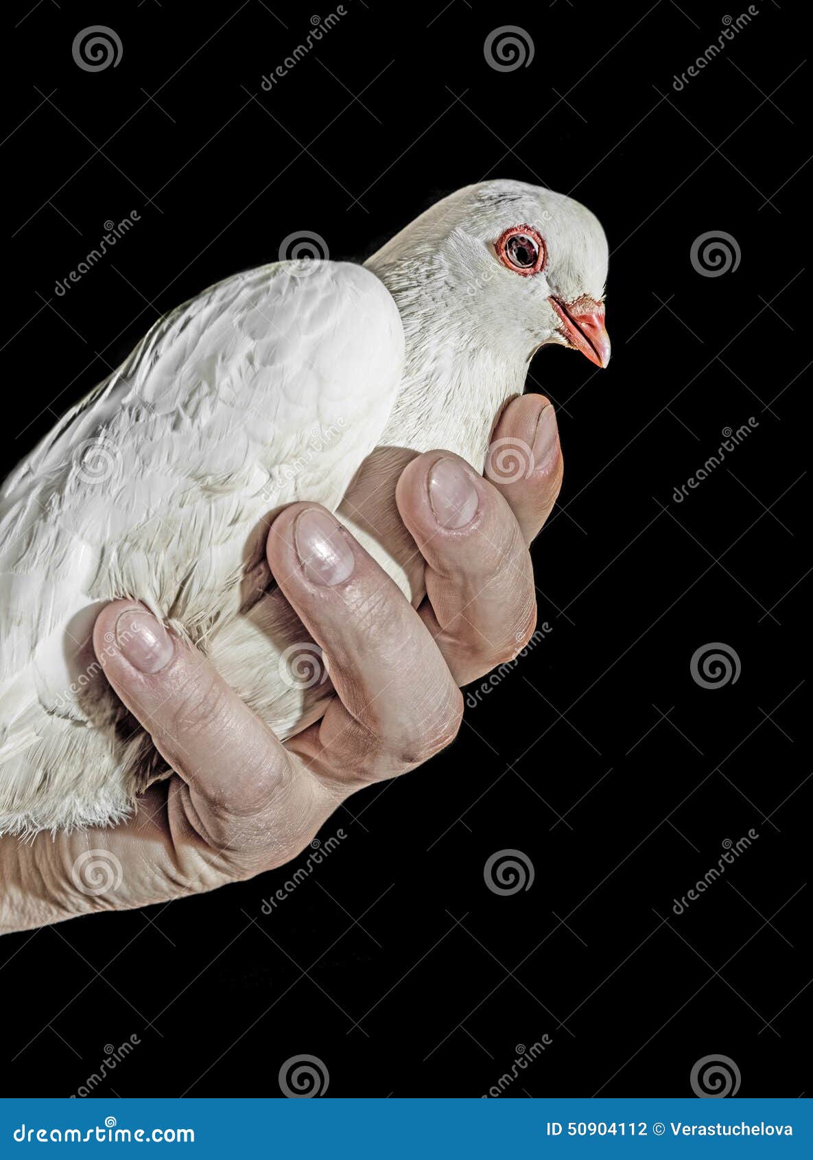 White pigeon stock photo. Image of freedom, nature, pigeon - 50904112