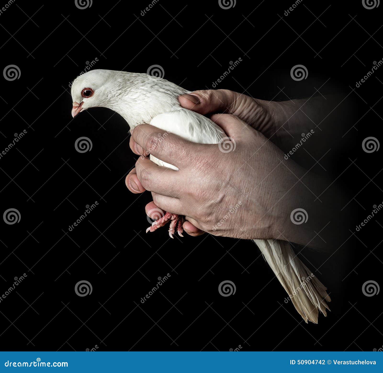 White pigeon stock photo. Image of pigeon, dark, love - 50904742