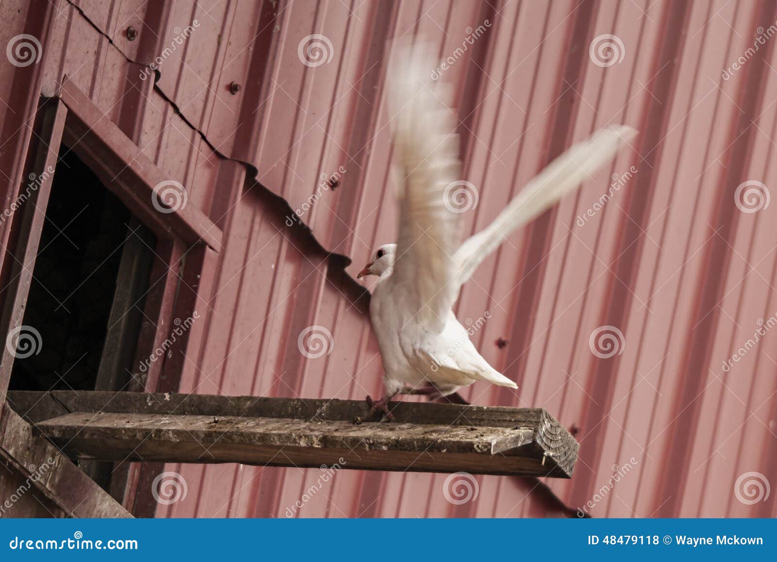 White pigeon,landing, stock photo. Image of wild, feather - 48479118
