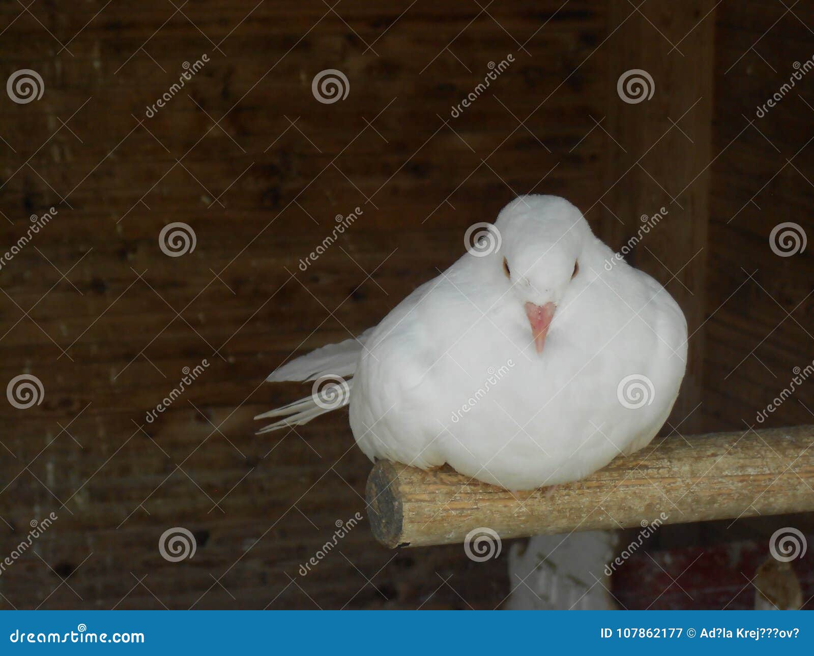 White pigeon resting stock image. Image of nice, sleep - 107862177