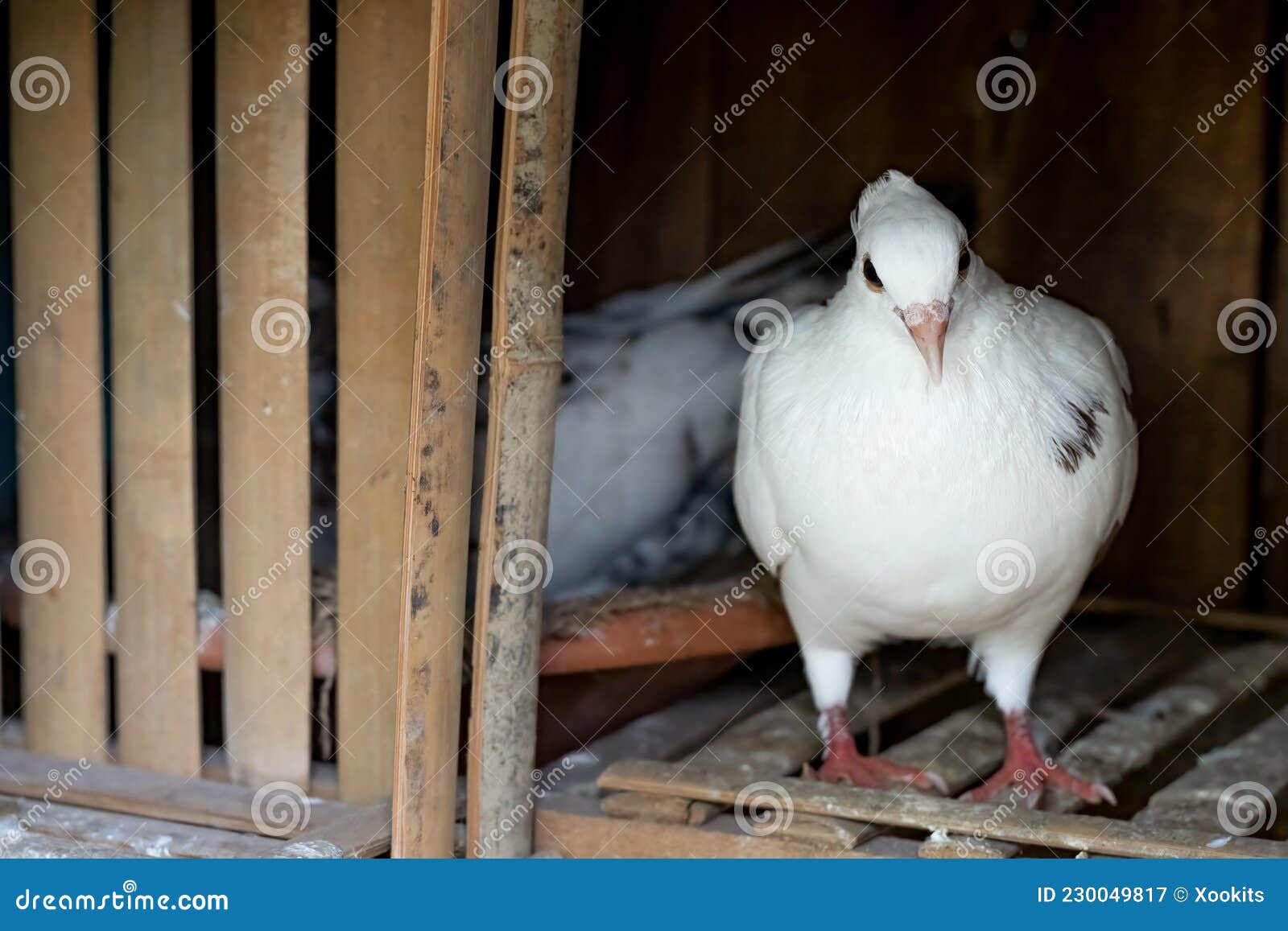 A White Pigeon Standing Inside of a Loft Stock Image - Image of bird ...