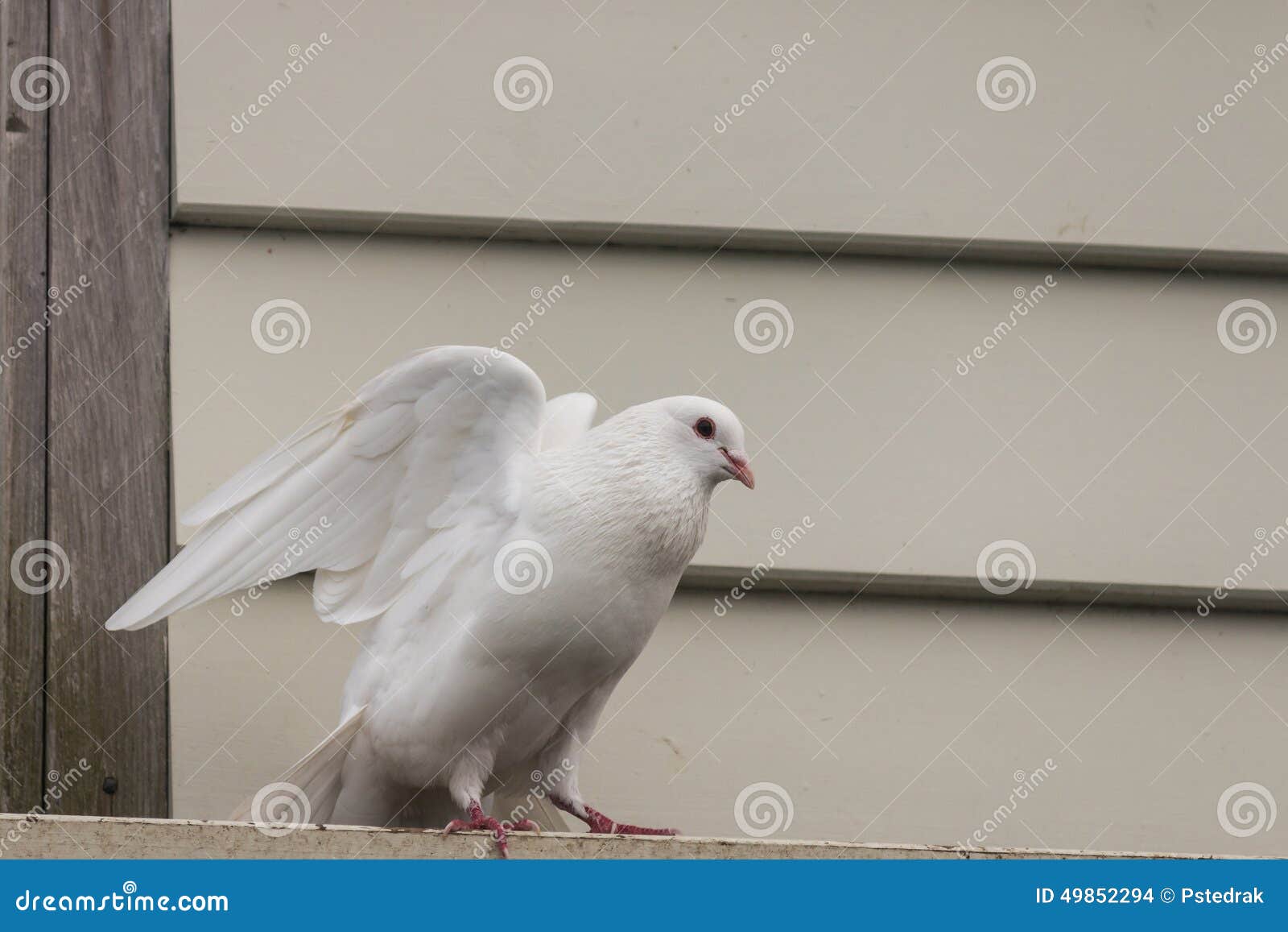 White pigeon taking off stock photo. Image of dovecote - 49852294