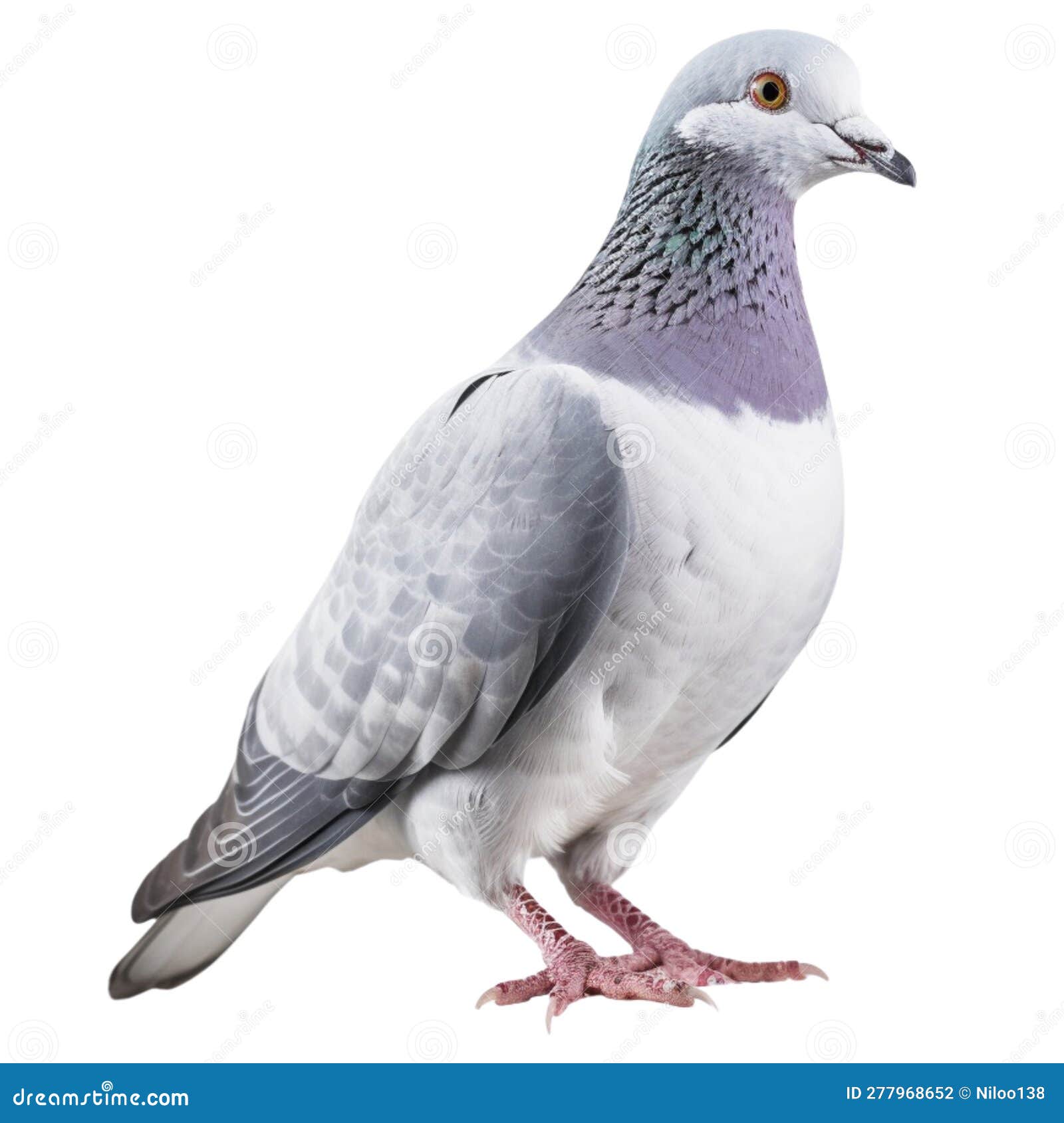 Pigeon. Top View. Vector Illustration Isolated On White Background ...