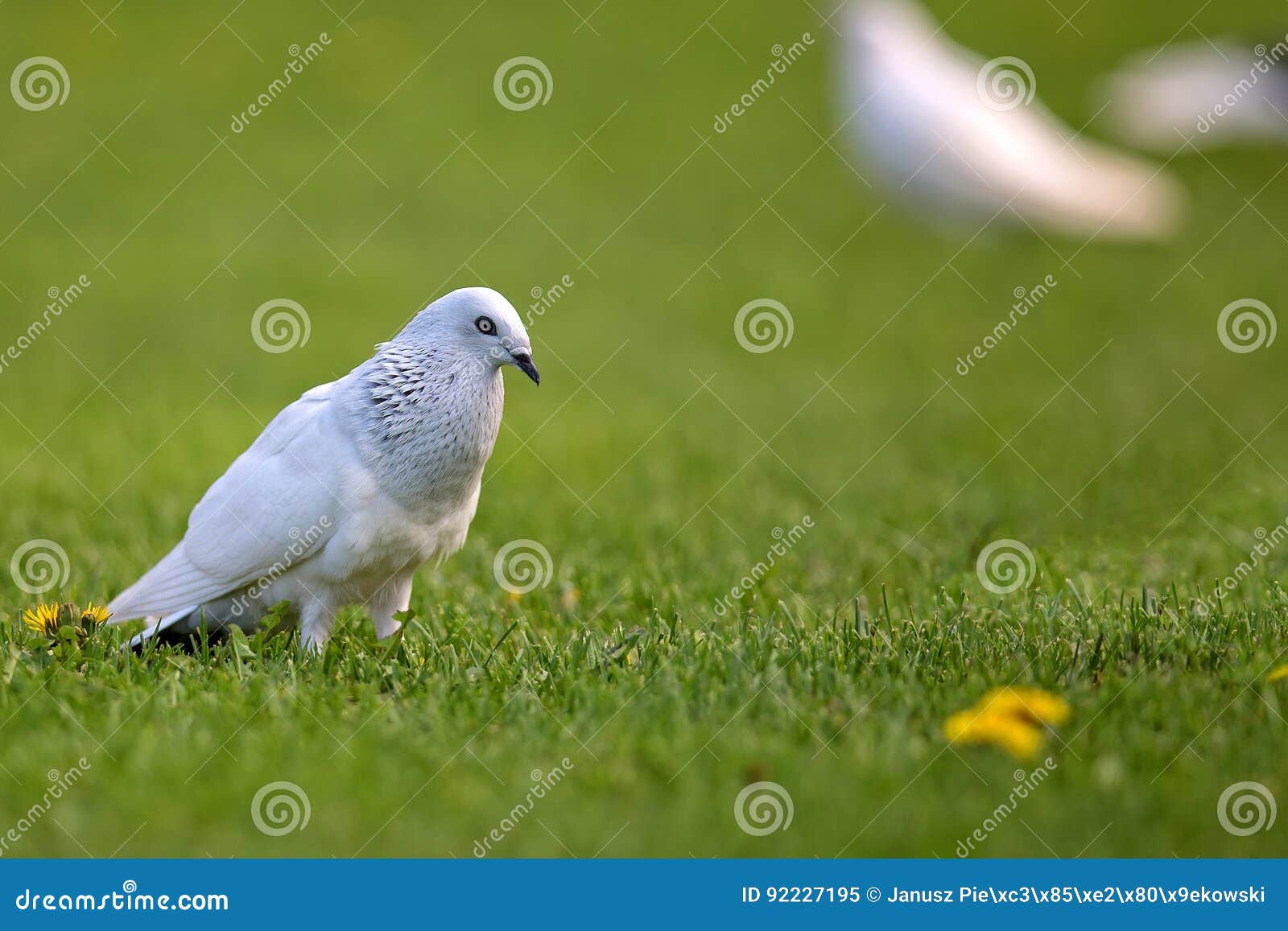 White pigeon in the wild stock image. Image of natural - 92227195