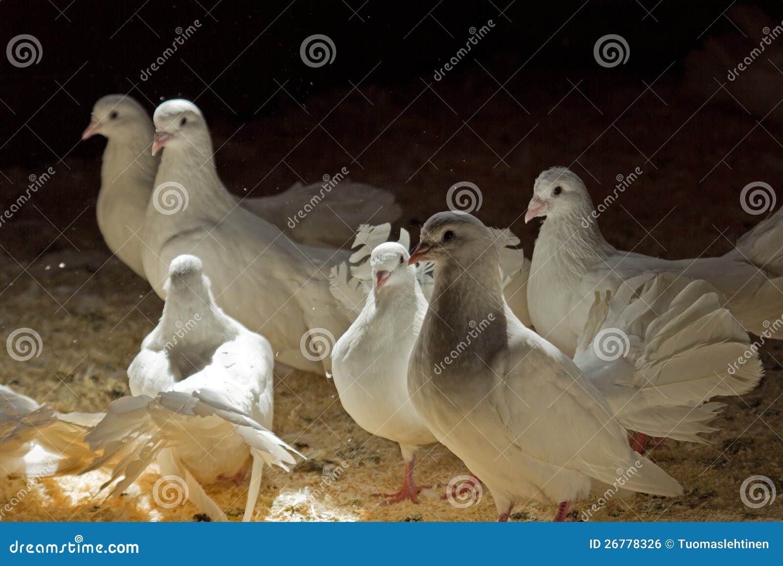 White pigeons in a corral stock photo. Image of bird - 26778326