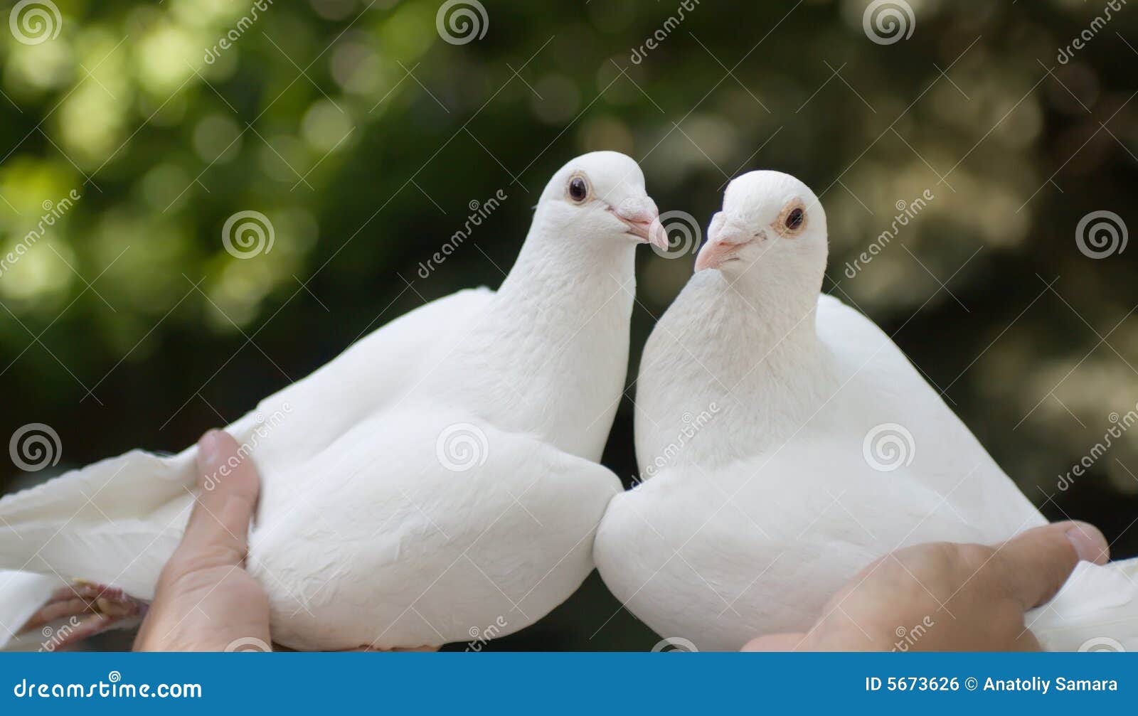 White pigeons in hands stock photo. Image of holding, affection - 5673626