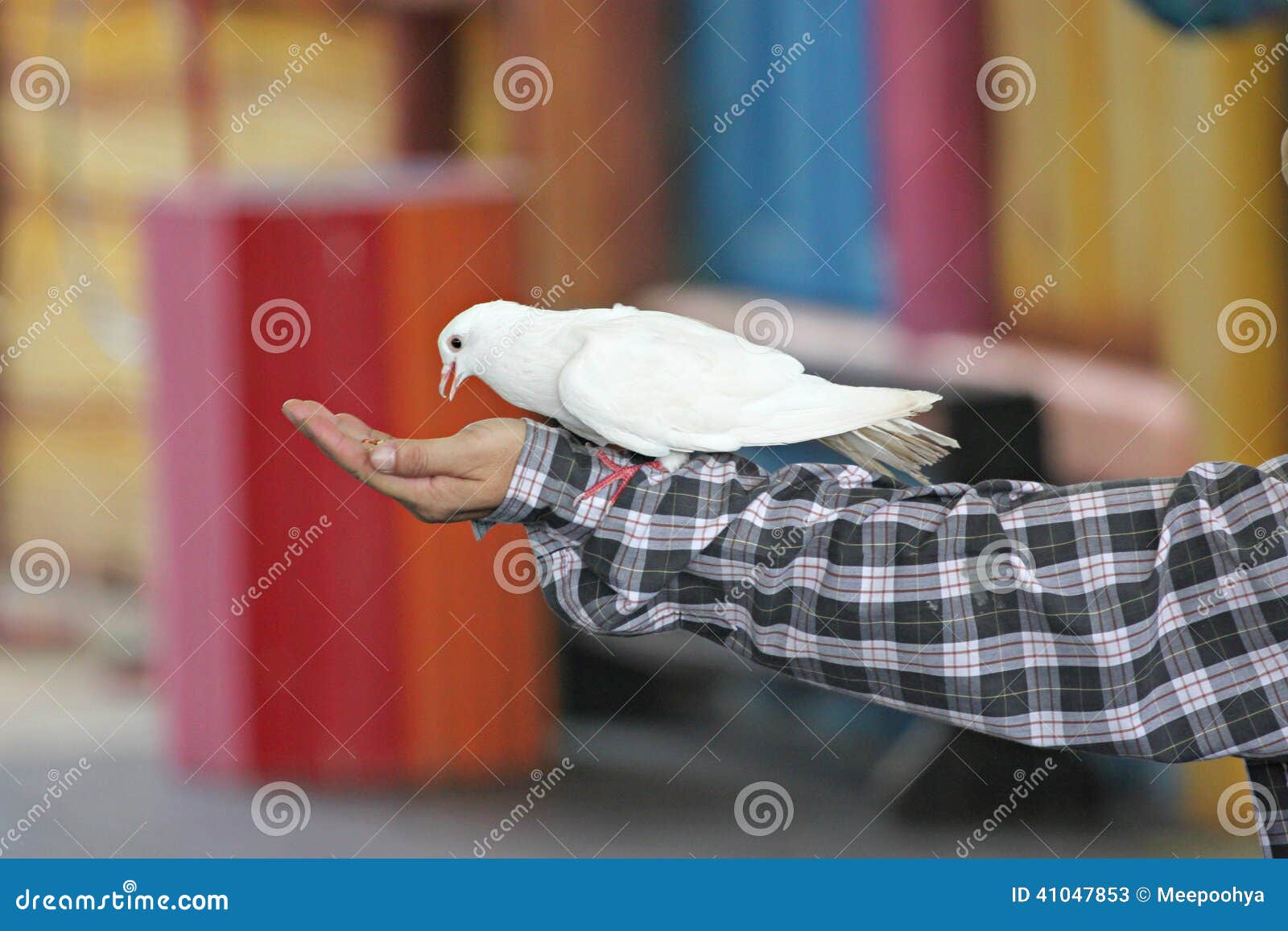 White pigeons was trained. stock image. Image of pigeons - 41047853