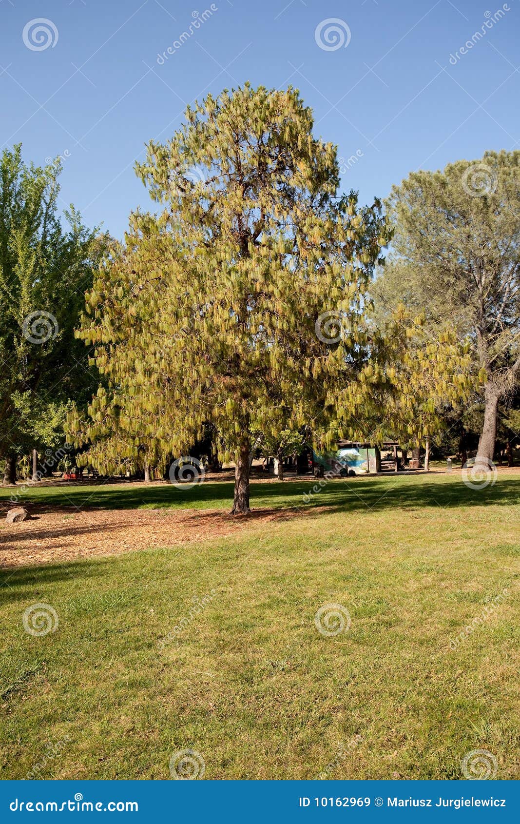 White Pine stock image. Image of spring, forest, strobus - 10162969